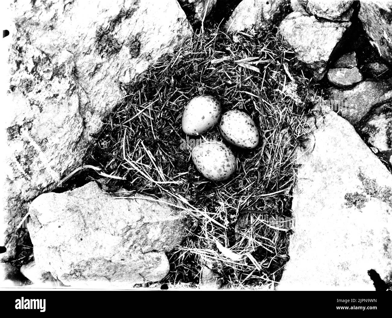 Stay by Fiskmås, Larus Canus. 7 maj 1937 Bo av fiskmås, Larus Canus. 7 ...