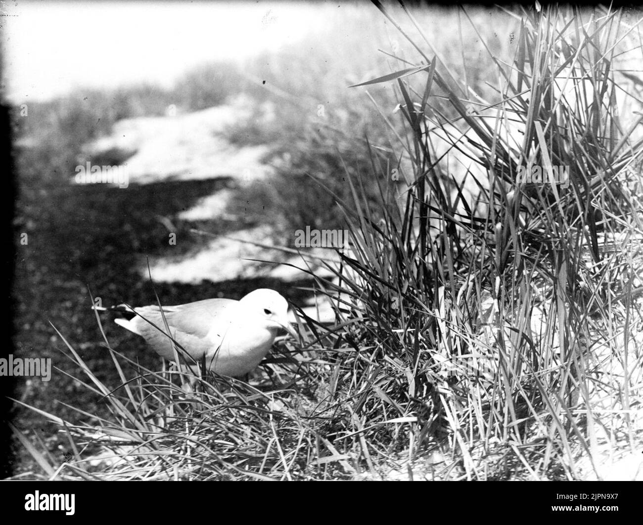 Fish, Larus Canus goes to the estate. May 27, 1917 fiskmås, Larus Canus ...