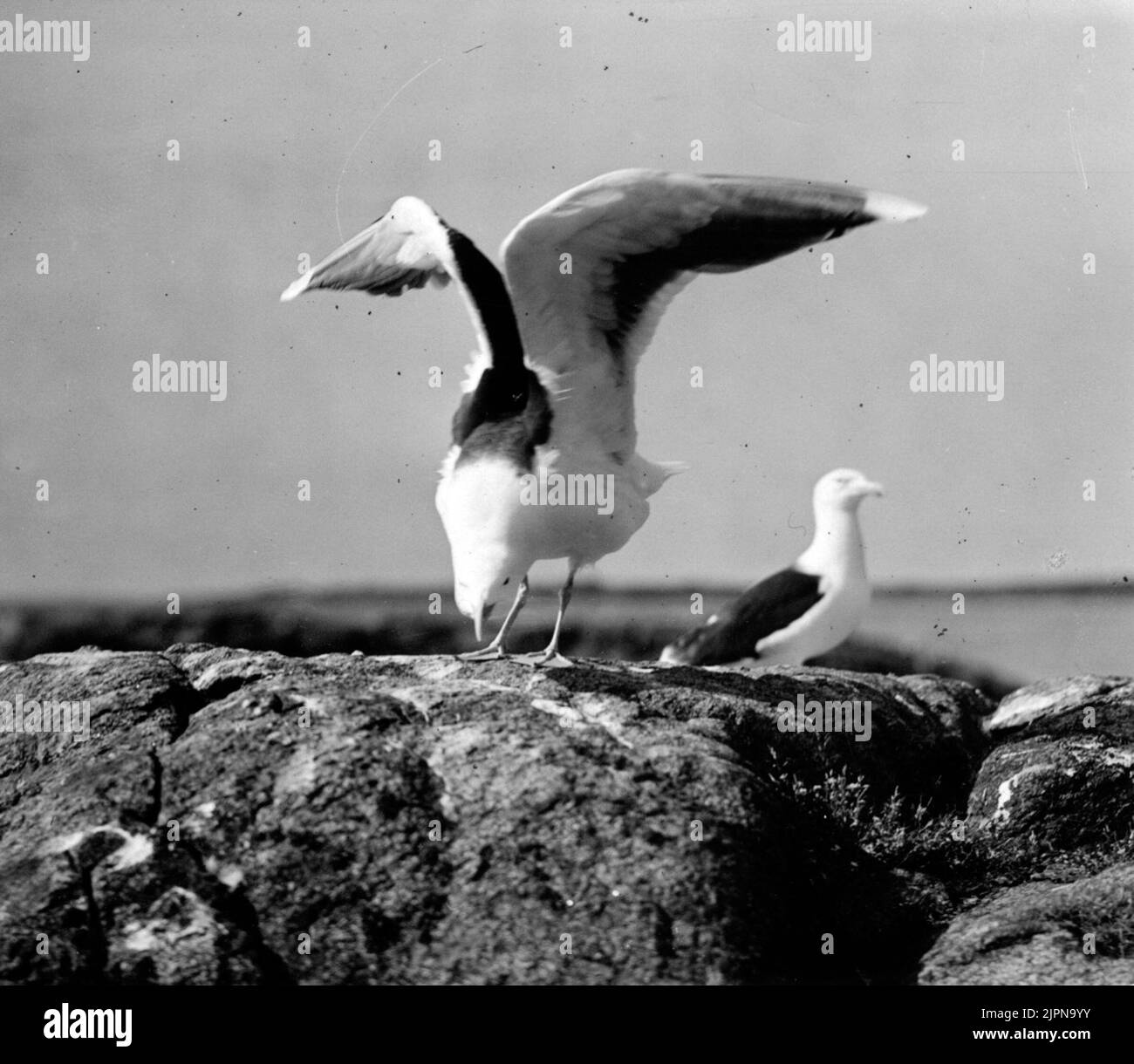 Sea thrust, Larus Marinus, cock 6 June 1930 Havstrut, Larus Marinus ...