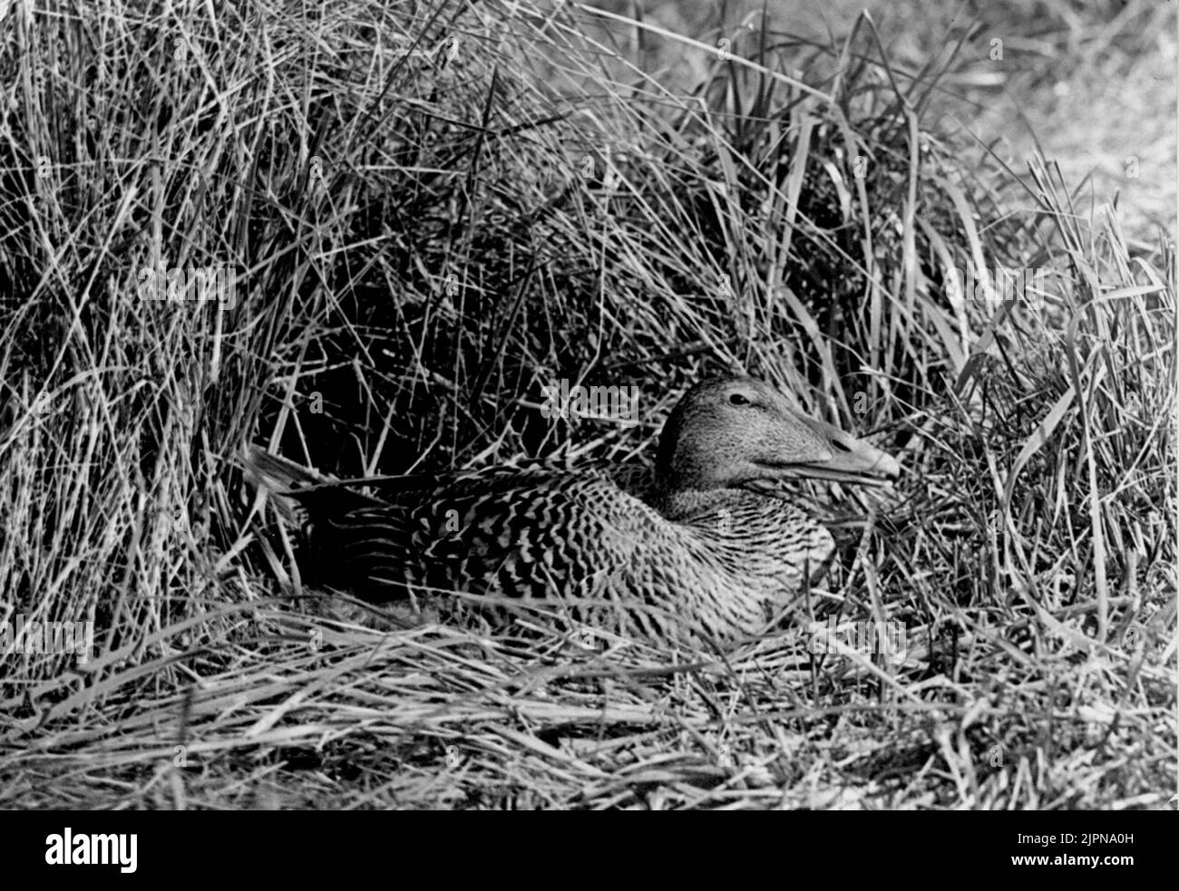 Ejderhonan in the estate. Ejderhonan i boet Stock Photo - Alamy