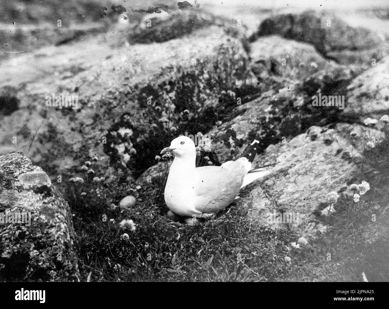 Fishmas hi-res stock photography and images - Alamy