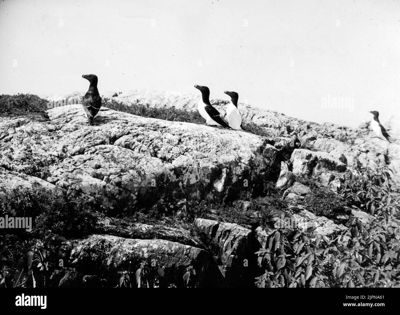 Alca torda razorbill Black and White Stock Photos & Images - Alamy