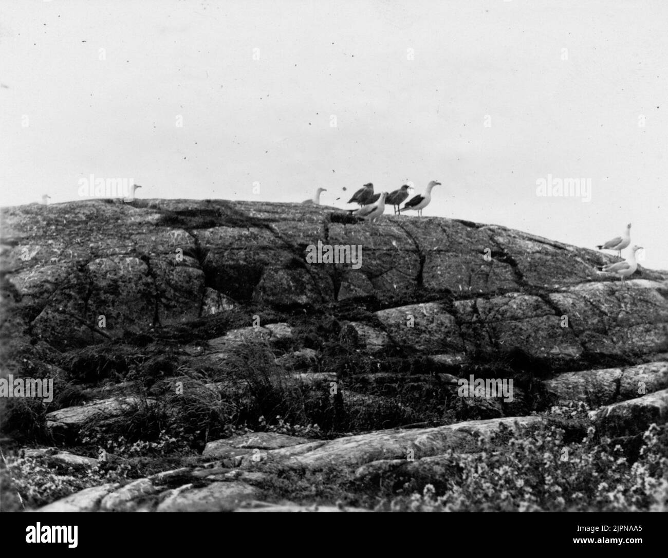 Sea Strout, Larus Marinus, Northern Höjden July 4, 1934 Havstrut, Larus ...