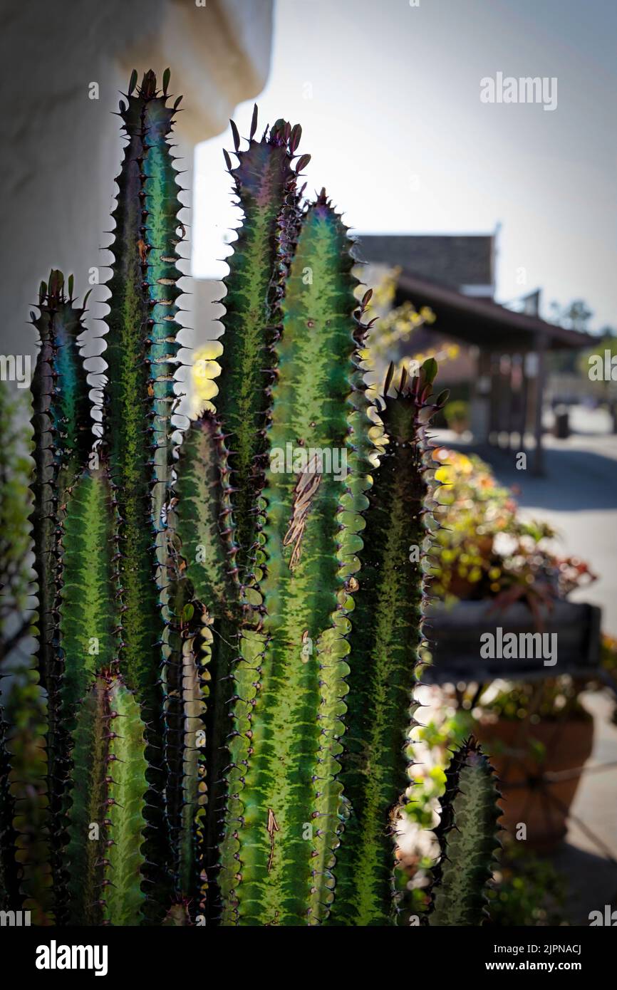 Cacti california hi-res stock photography and images - Alamy