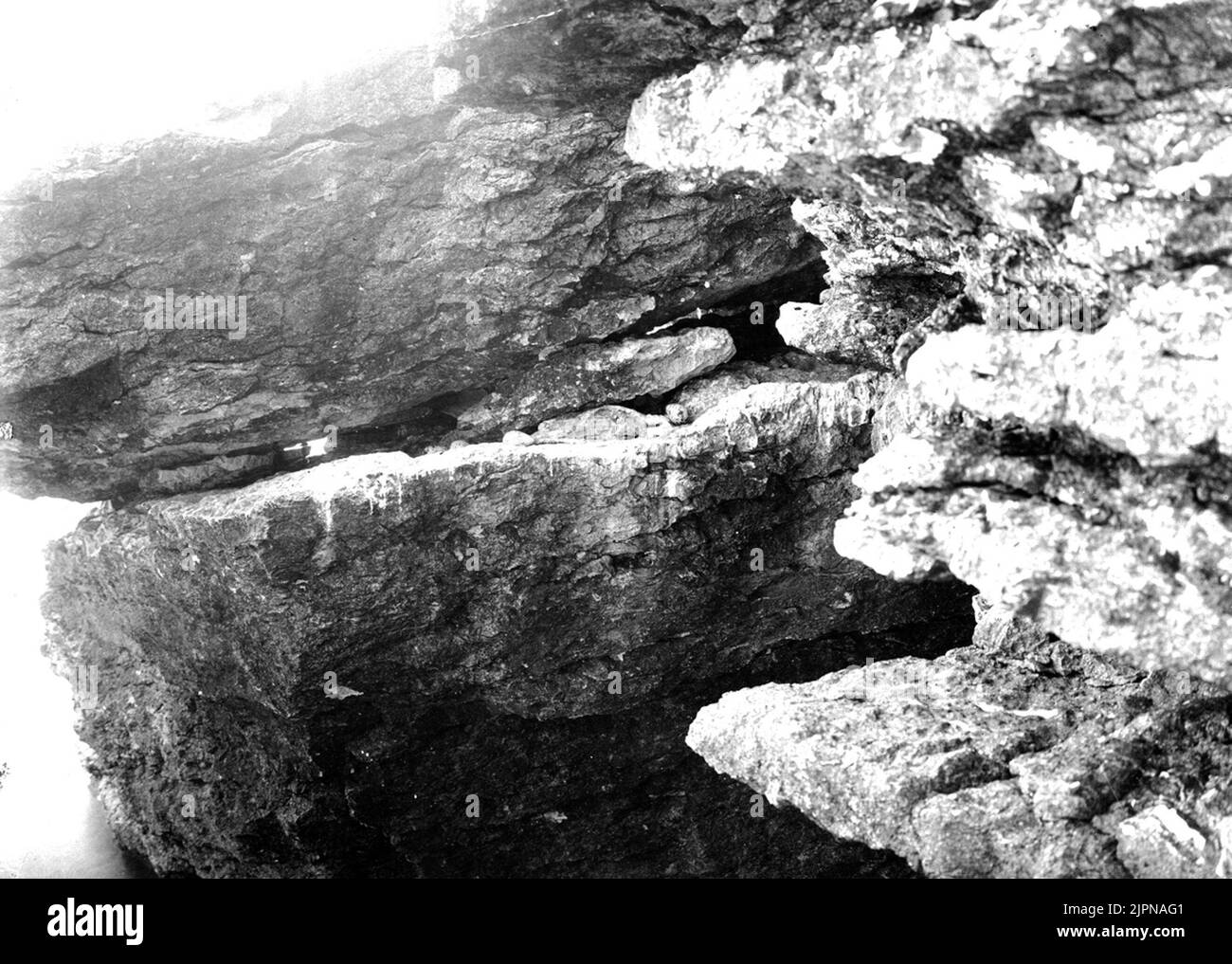 Breeding nesting habitat common Black and White Stock Photos & Images ...