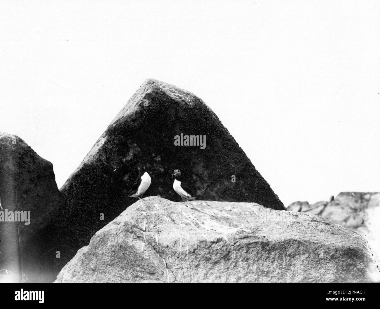 Arctic breeding bird Black and White Stock Photos & Images - Alamy