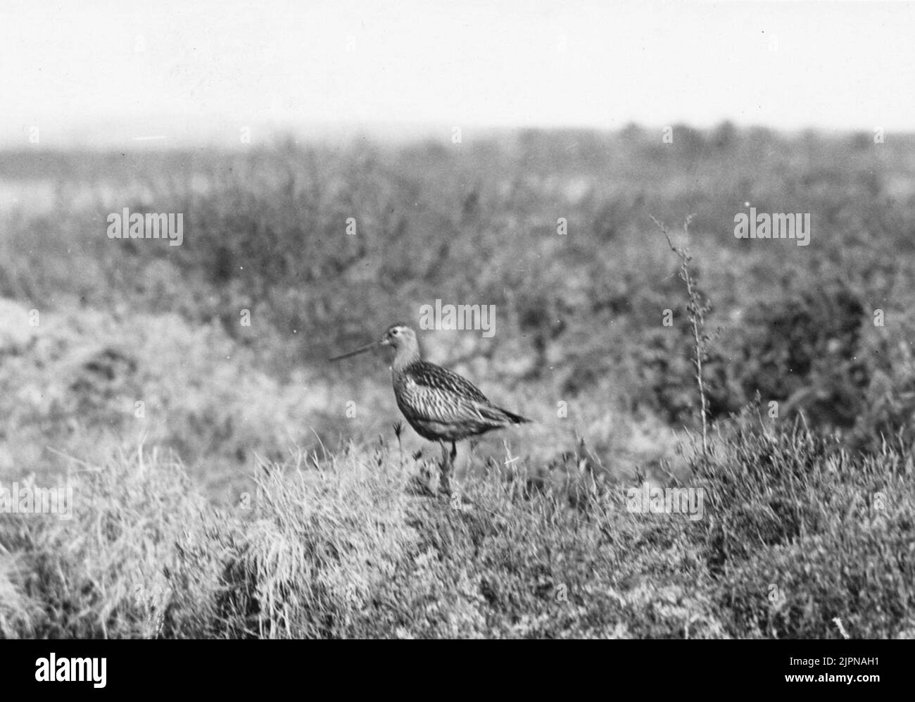 Limosa lapponica lapponica Black and White Stock Photos & Images - Alamy