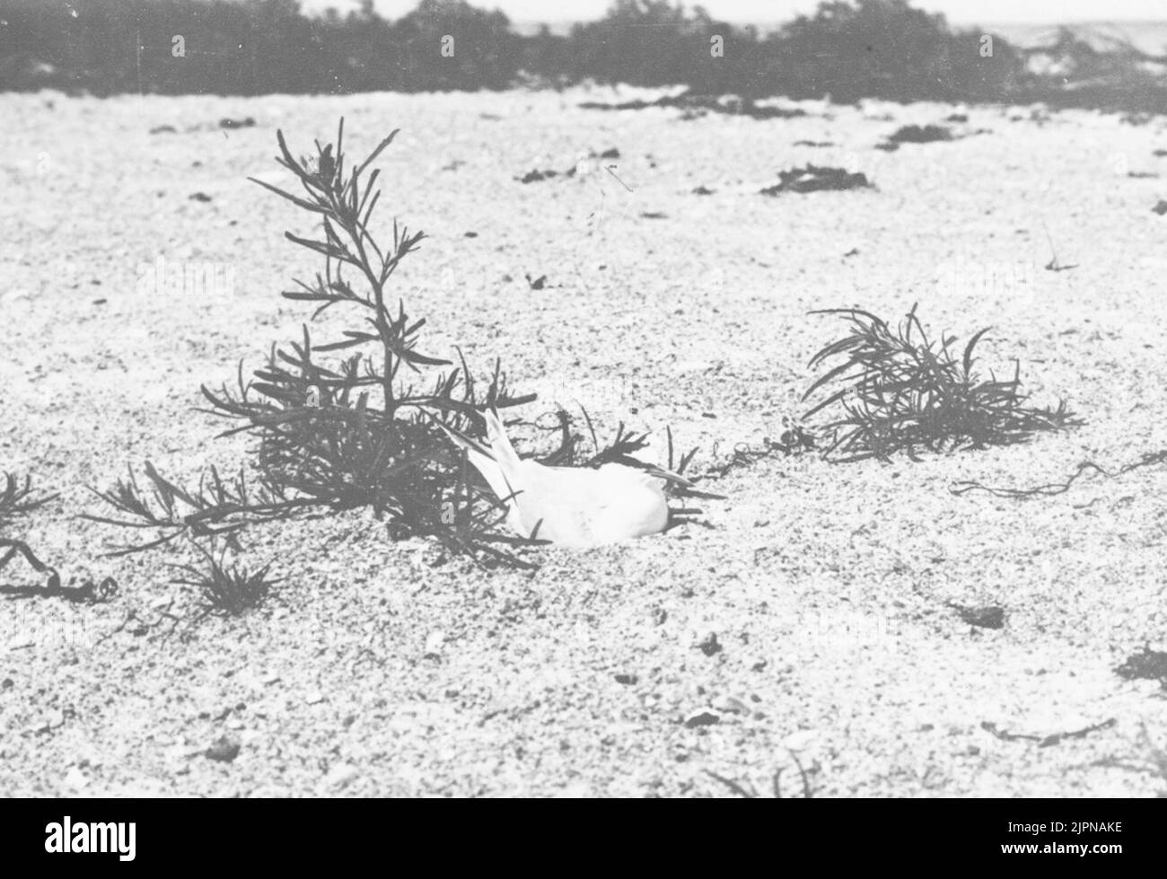 Small habitation Black and White Stock Photos & Images - Alamy