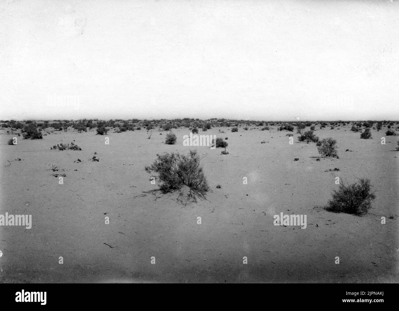 Sand desert with Limonastrum-Vegetation Algeria, April 1910 Sandöken ...