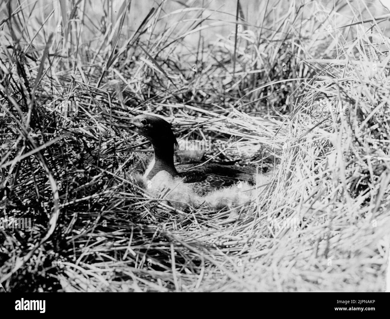 Small dispute Black and White Stock Photos & Images - Alamy