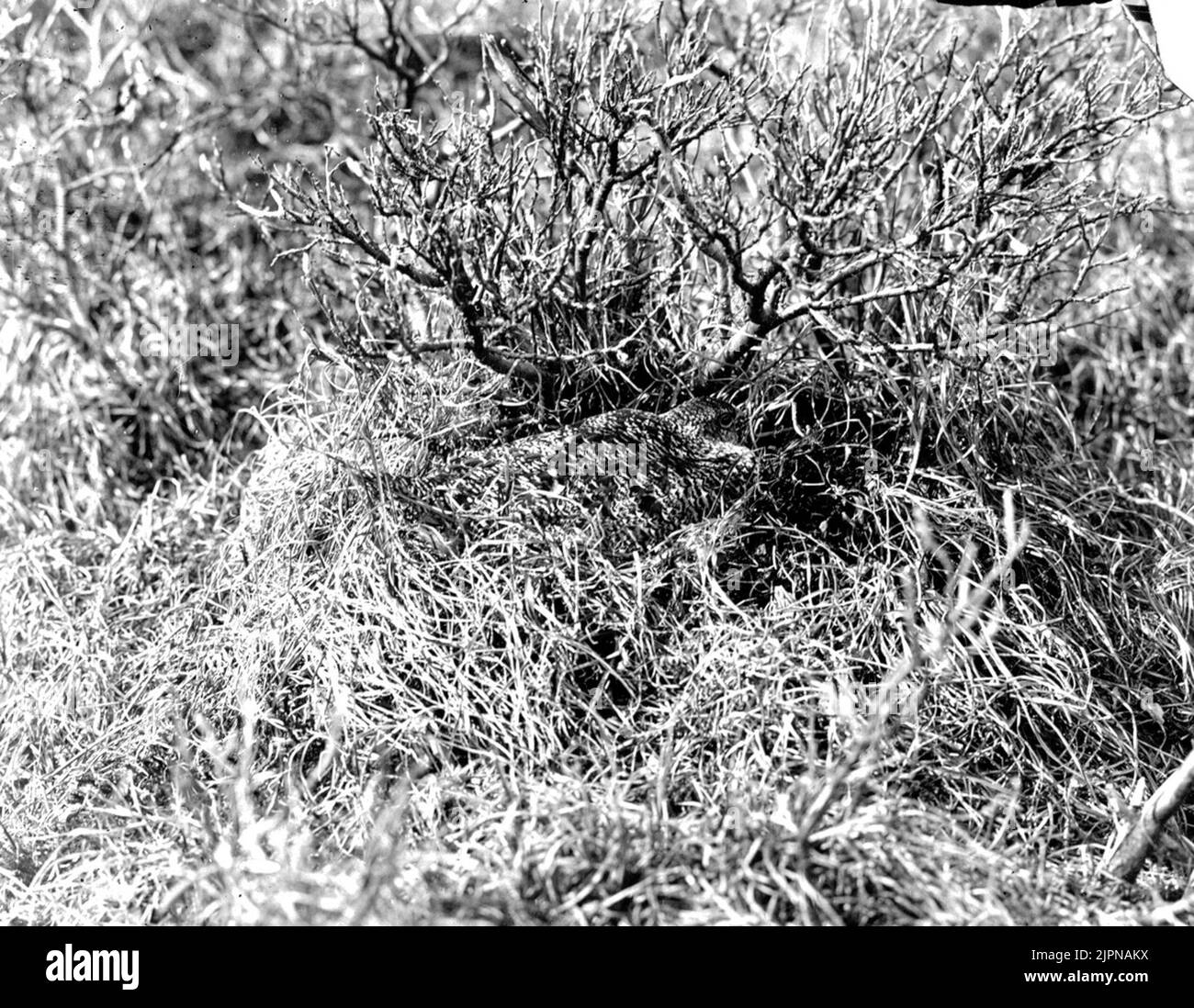 Willow nest Black and White Stock Photos & Images - Alamy