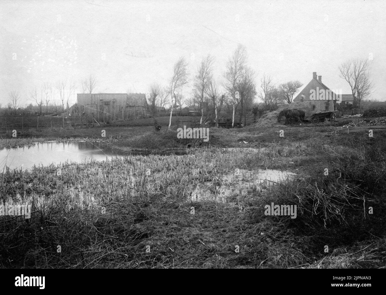 Biotope for pipe hen (gallinula c. Chlóropus) Biotop för rörhöna ...