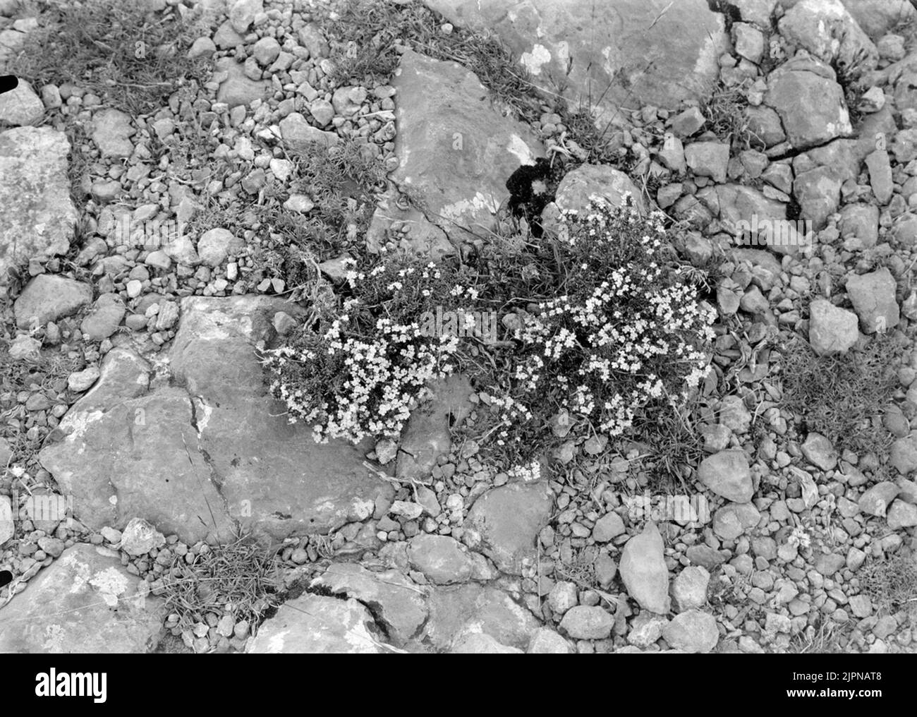 Thymus Algeriasis, North African Thyme Batna, Algeria Thymus ...