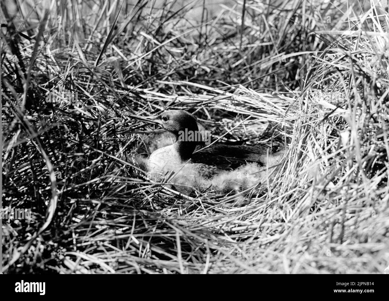 Small crash in the estate 6-7/6-1921 Småskrak i boet 6-7/6-1921 Stock ...