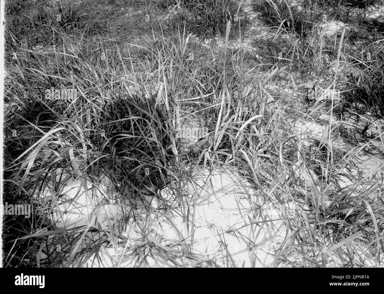 Stay of Small Skrak (in the middle of the picture). (Mergus Serrátor ...