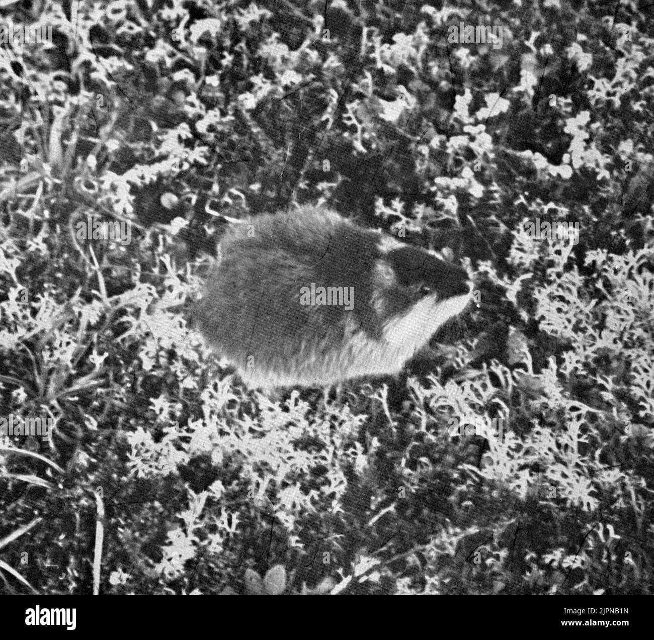 A mountain litter En fjäll-lämmel Stock Photo - Alamy