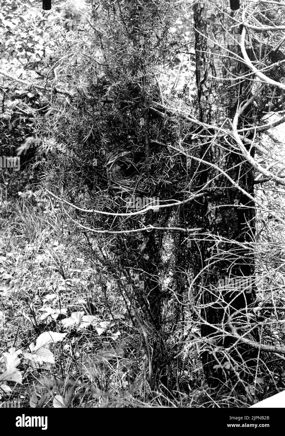 Residence for branch singers (Phyllooscopus Collybit) .boet in the ...