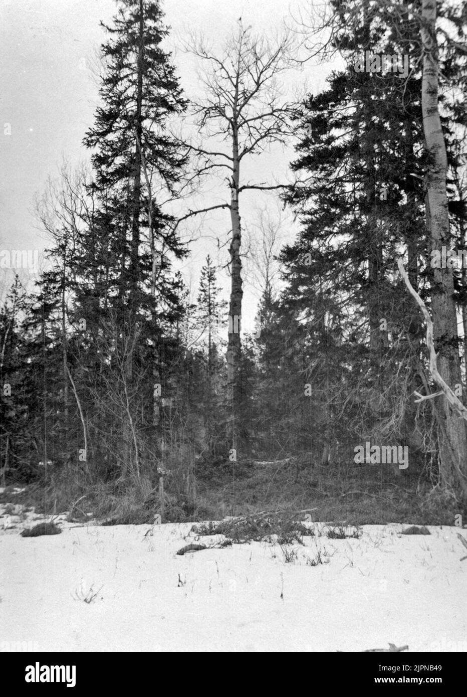 Bot tree for pearl owl (Aegolius Funereus) April 22, 1923 Boträd för ...