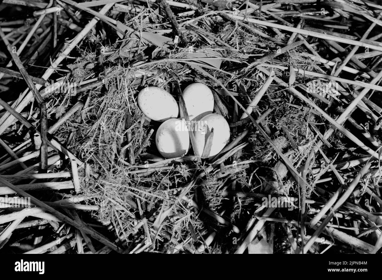 Stay of Beard Dopping 2/6-1929 Bo av skäggdopping 2/6-1929 Stock Photo ...