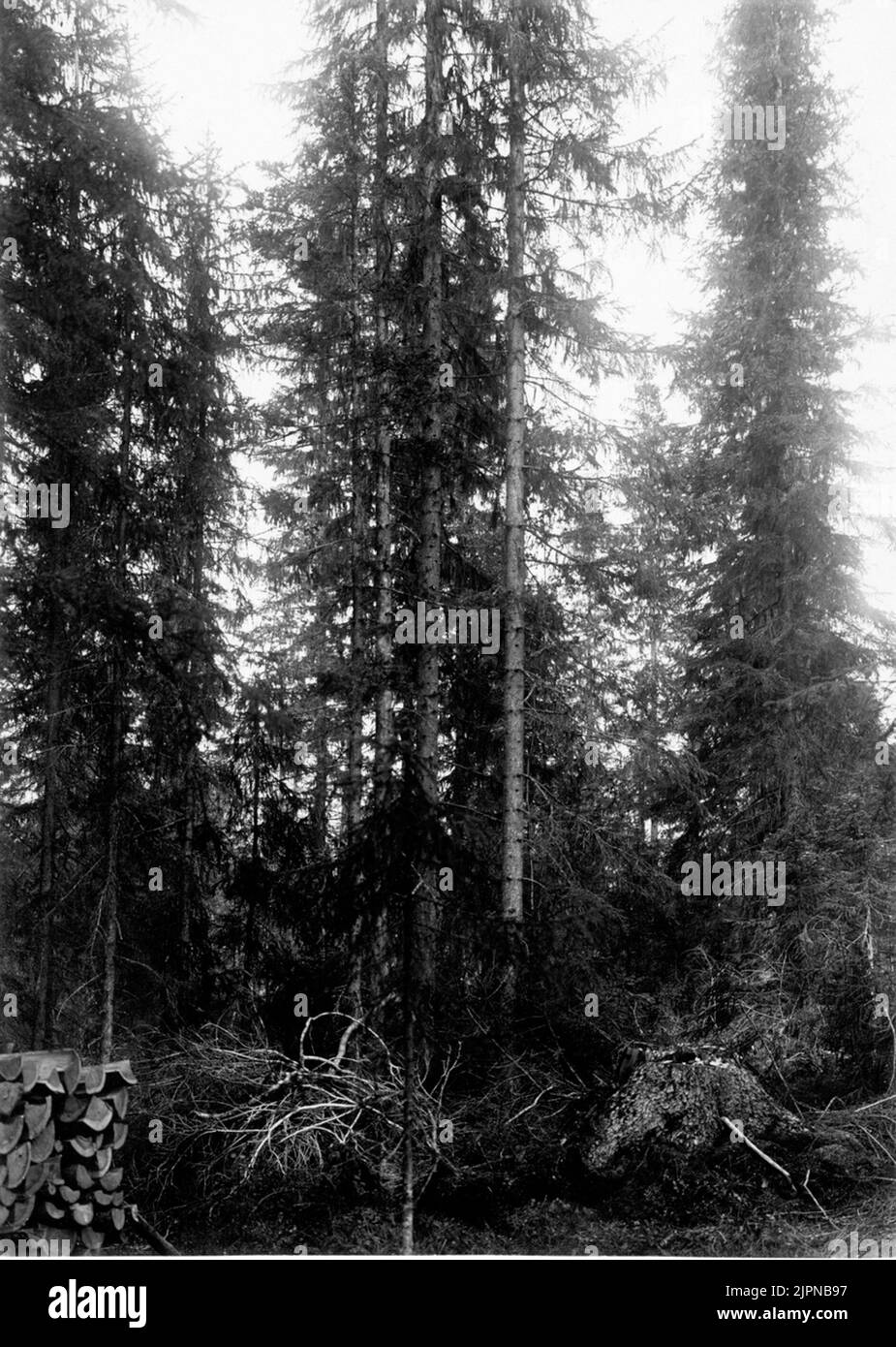 Settlement for forest snap, Tinga andropus, in an old Ekorrbo Önet ...