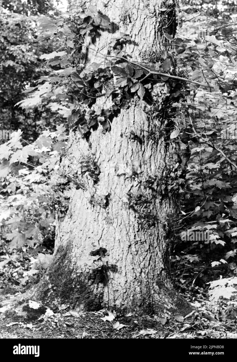 Redek 1941 Rödek 1941 Stock Photo - Alamy