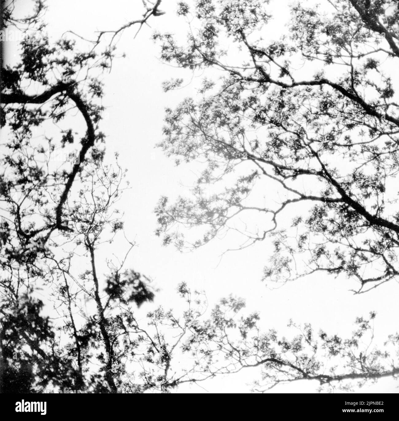 Biotop Black and White Stock Photos & Images - Alamy