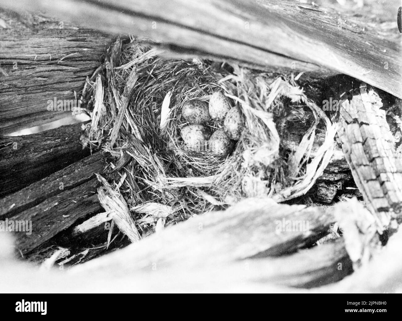 Stay by gray flycatchers (muscicapa striata) June 12, 1918. Bo av grå ...