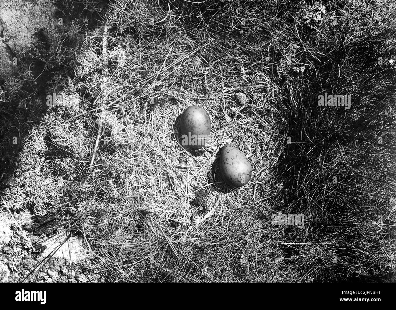 Stay of lab, Lestris Parasitica. 10/6 1914 Bo av Labb, Lestris ...