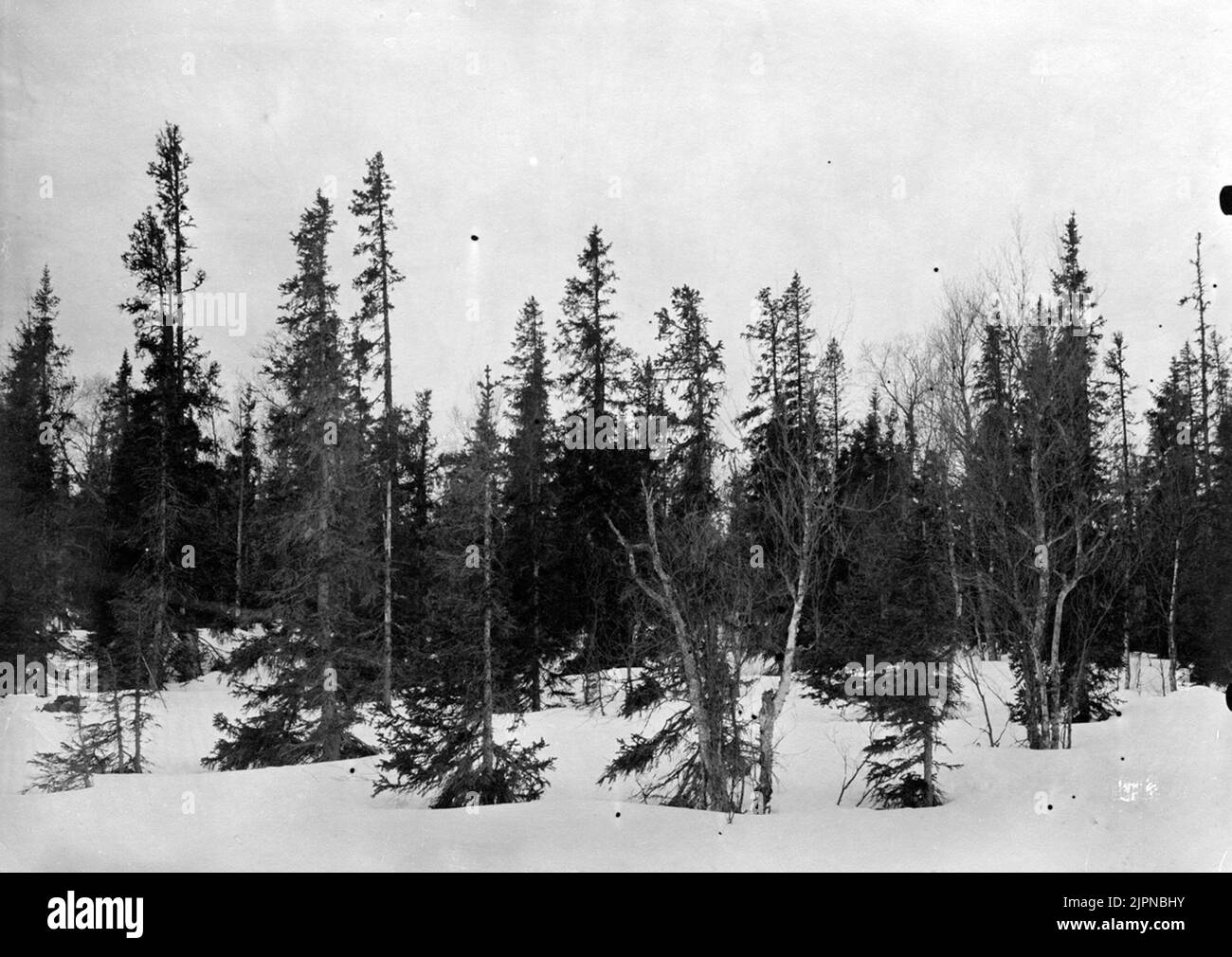 Granskog hi-res stock photography and images - Alamy