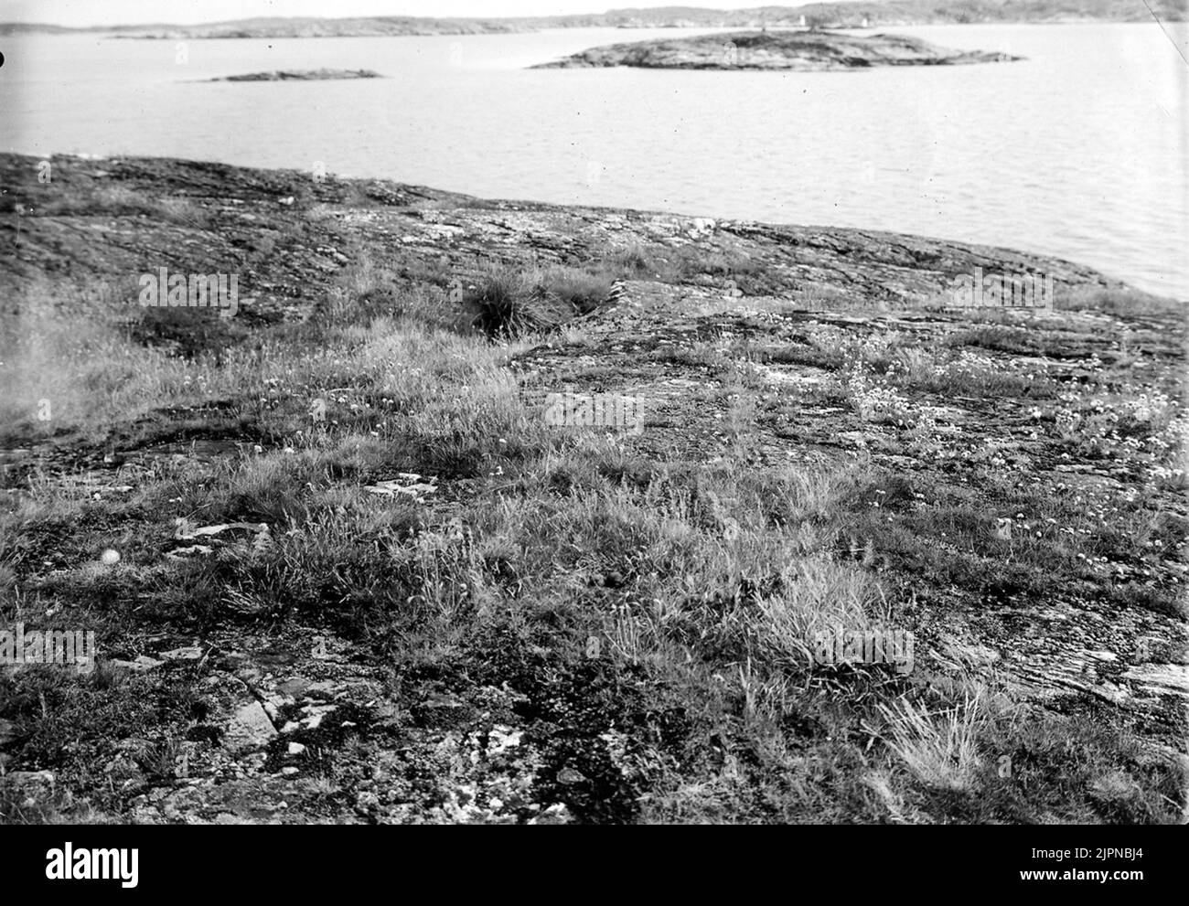 Lestris hi-res stock photography and images - Alamy