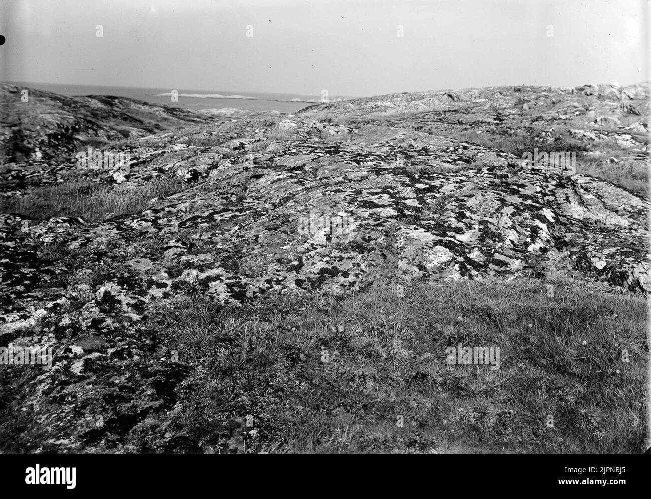 Breeding terrain for lab, Lestris parasitica. 7/6 1937 Häckningsterräng ...