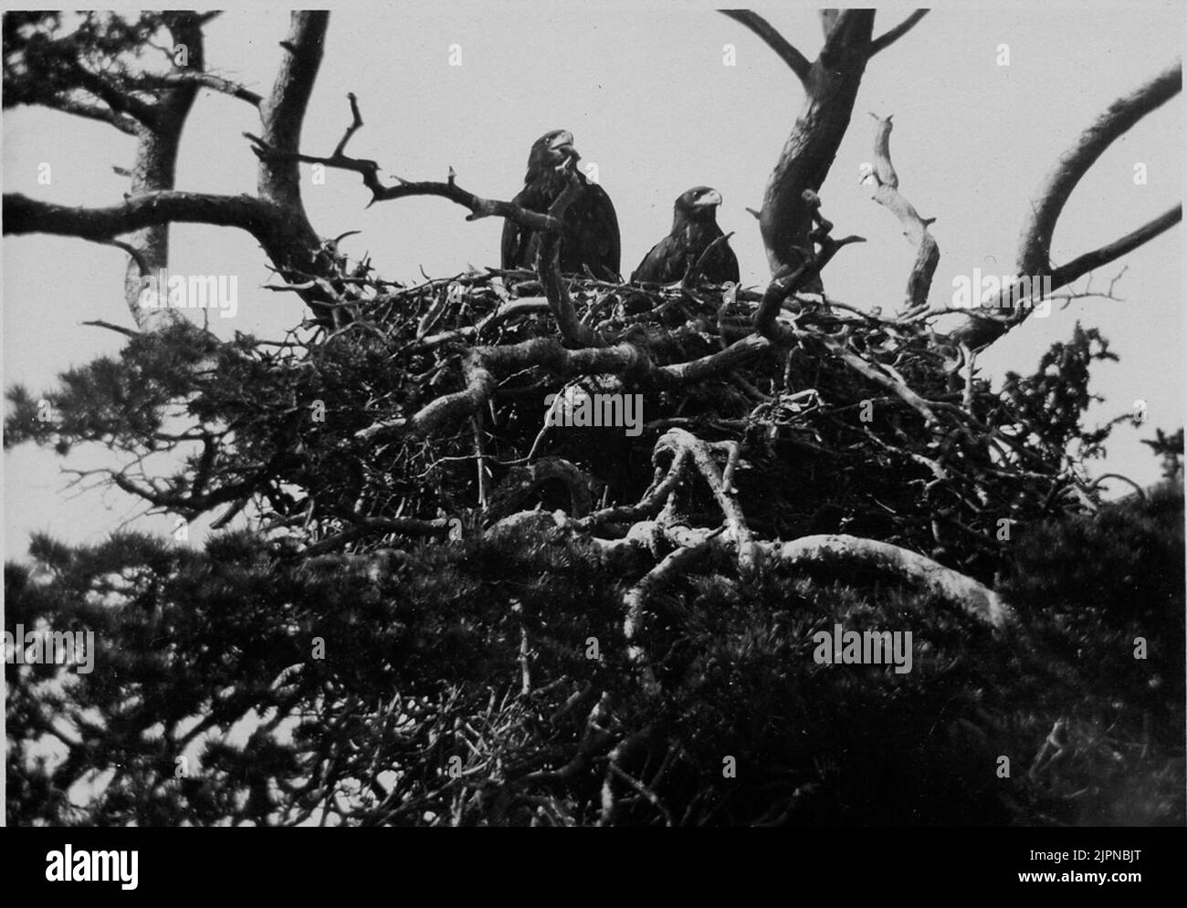 Eagles in natural habitat hi-res stock photography and images - Alamy