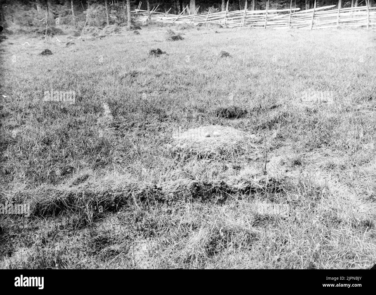 Stay by Trana (gravel gravel) 10 May 1913. Bo av Trana (Grus grus) 10 ...