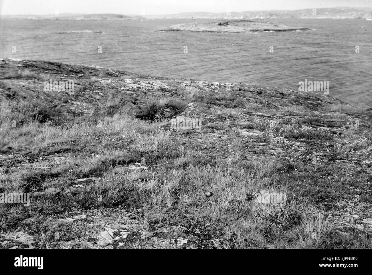 Lestris hi-res stock photography and images - Alamy