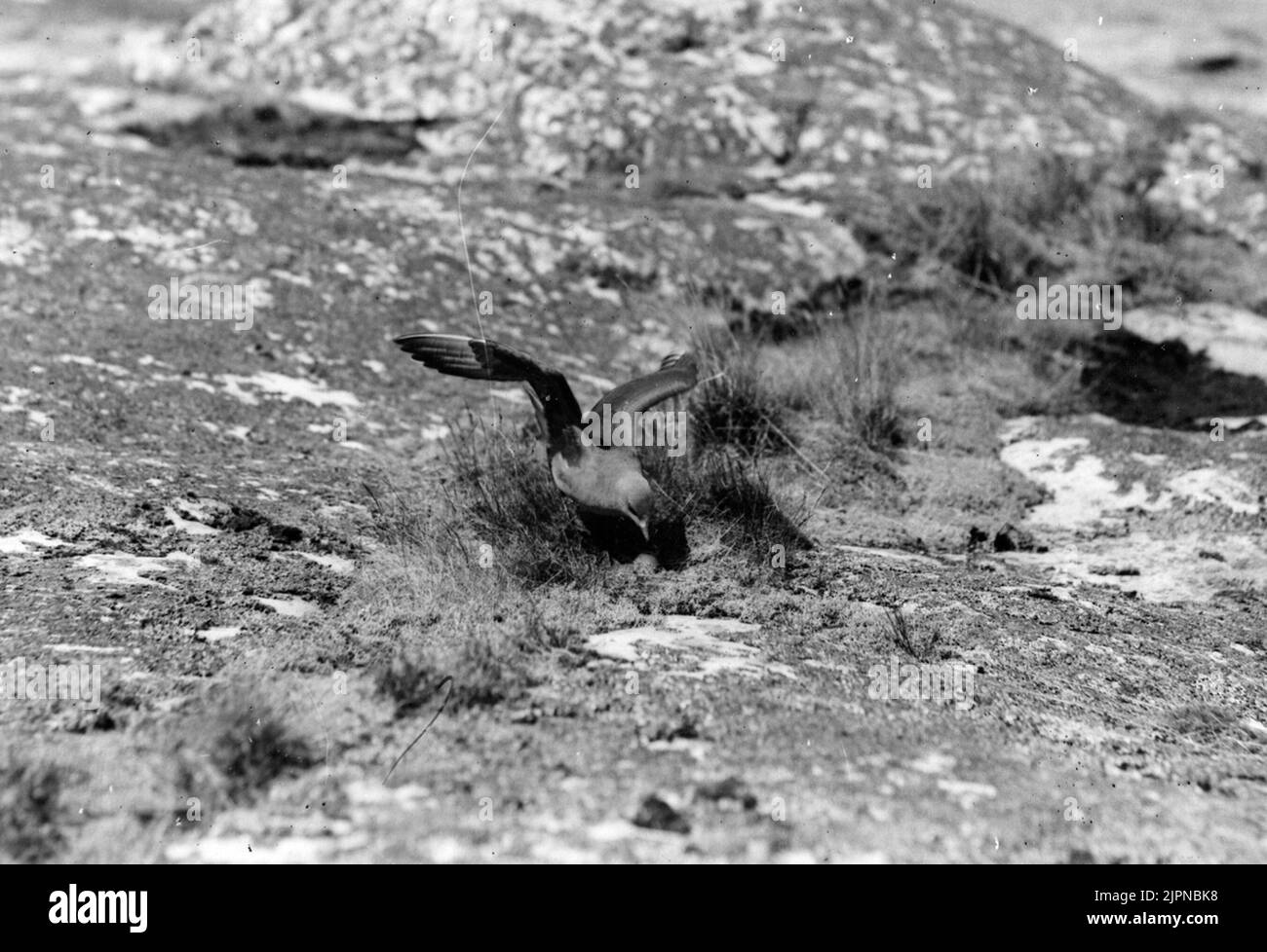 The lab, Lestris Parasitica, has struck at the estate. Labben, Lestris ...