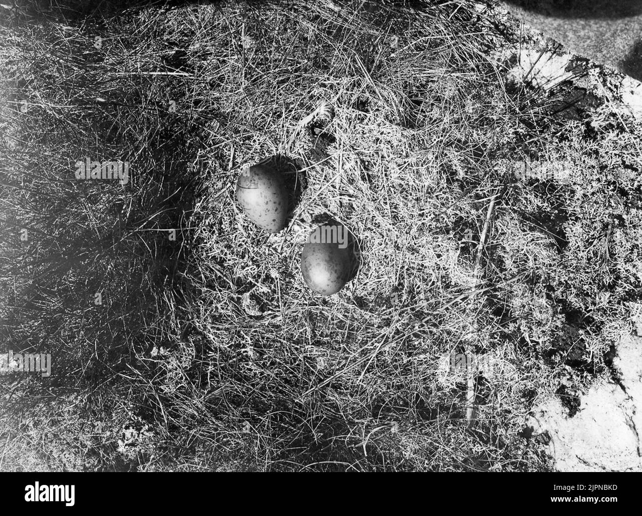 Stay of regular lab, Lestris Parasitica. Bo av vanlig Labb, Lestris ...