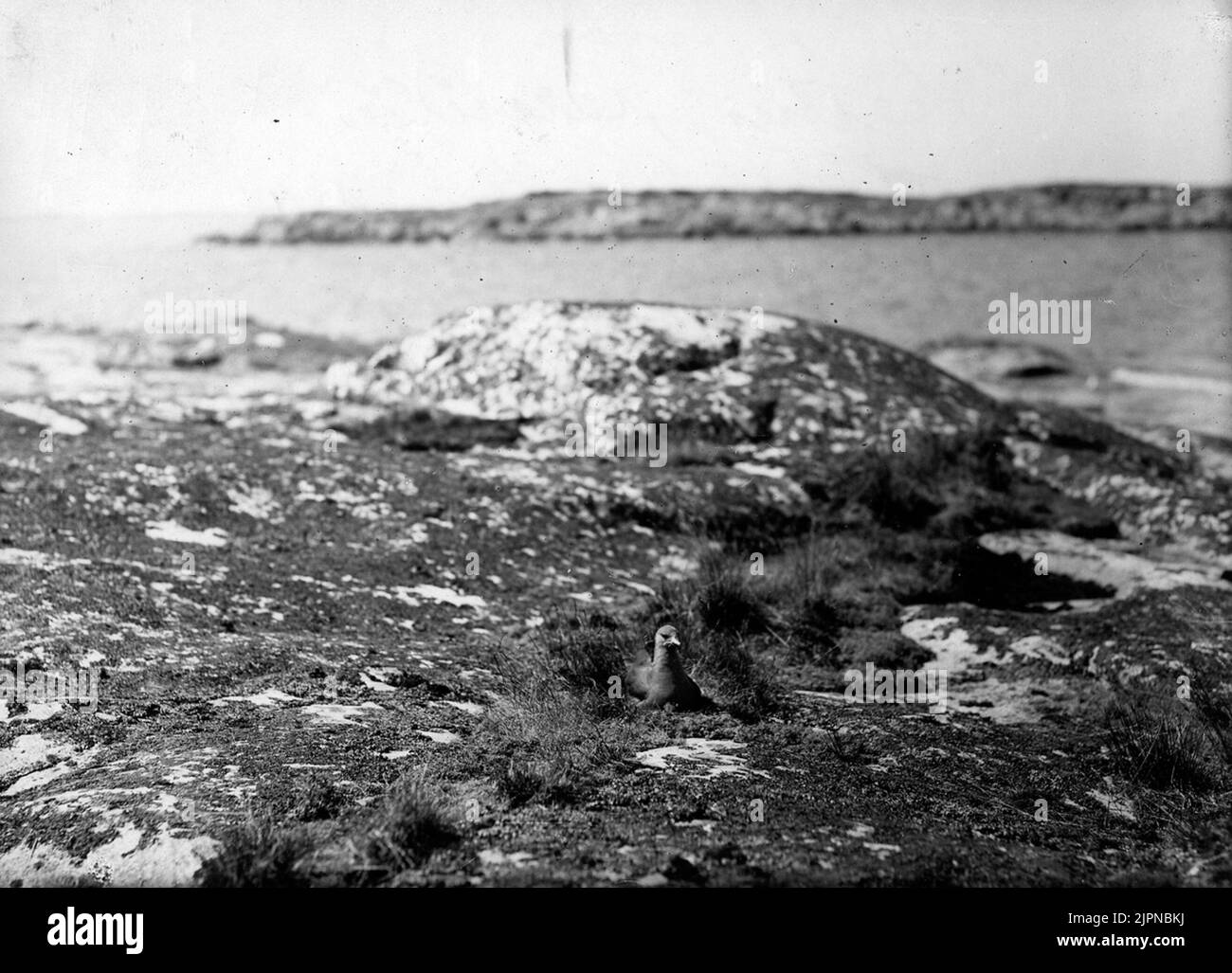 Plain lab, Lestris parasitica. 10/6 1914 Vanlig Labb, Lestris ...