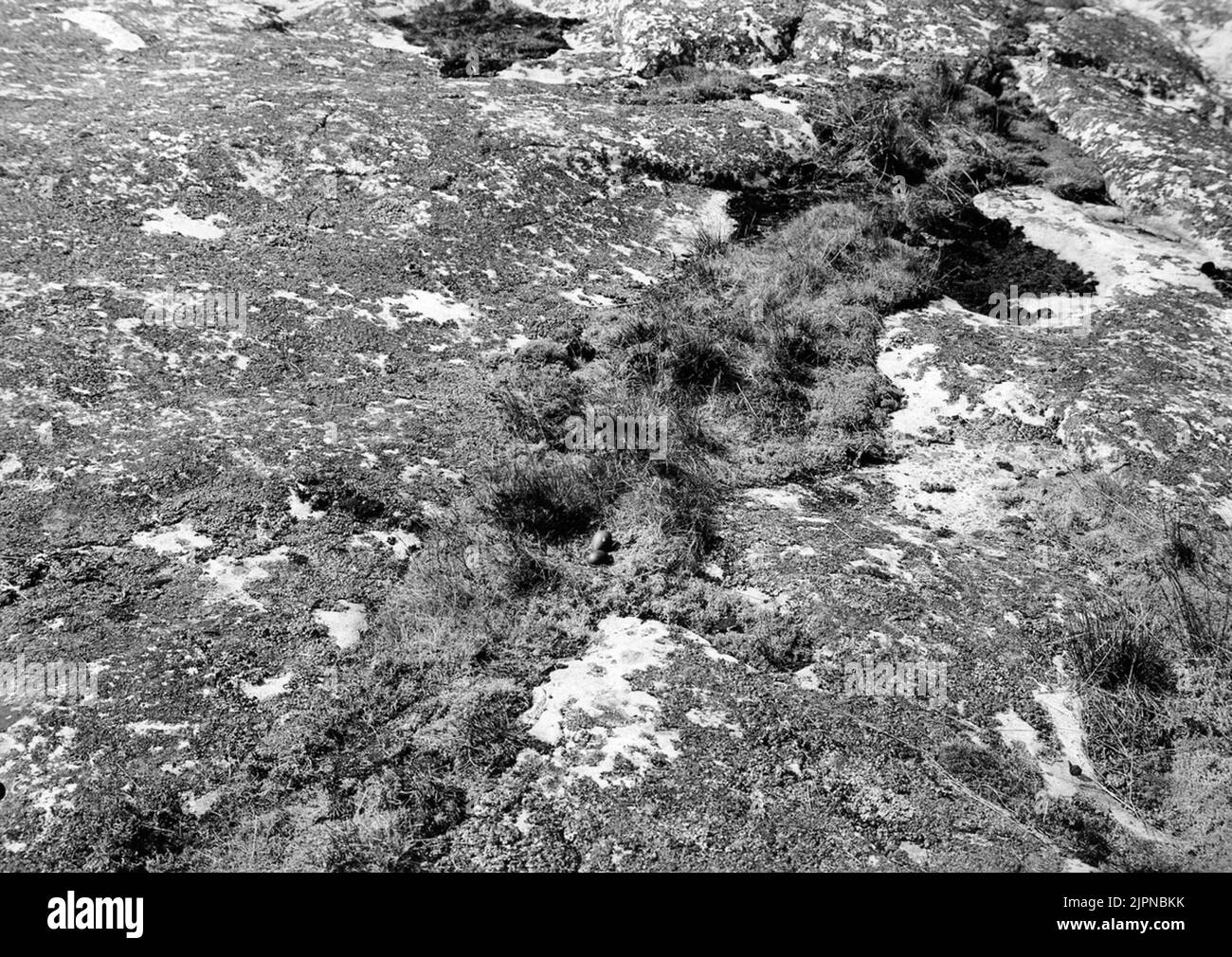 Common nest for lab, Lestris parasitica. Vanligt bo för Labb, Lestris ...