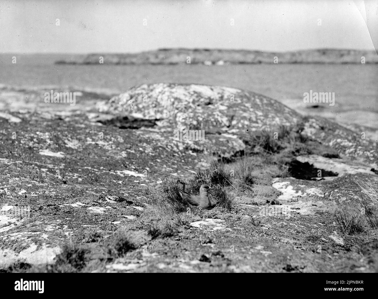 Plain lab, Lestris parasitica, rough. Vanlig Labb, Lestris Parasitica ...