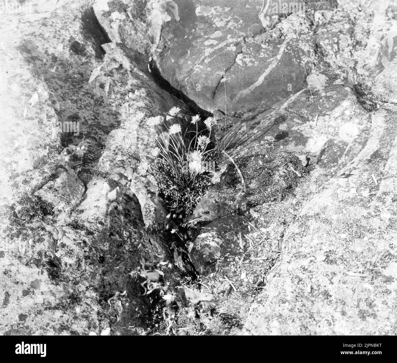 Labbing, Lestris Parasitica, next to the Allium Stand Labbunge, Lestris ...