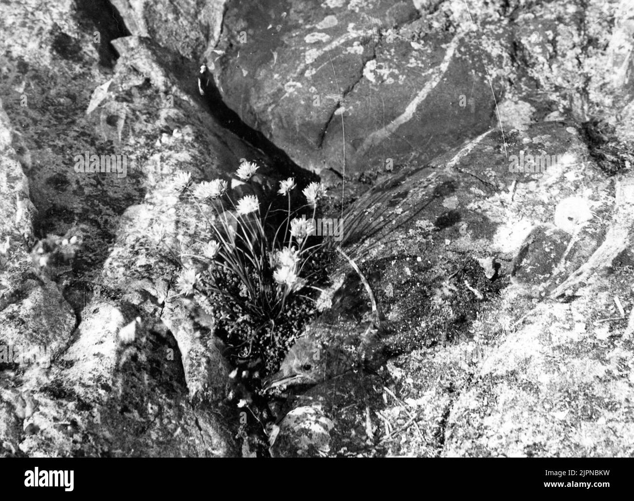 Labbungen, Lestris parasitica. Hidden next to the wild onion Labbungen ...