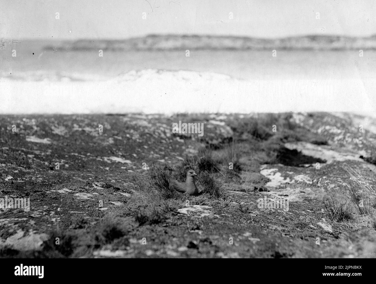 Regular lab, Lestris Parasitica, in the estate Vanlig Labb, Lestris ...