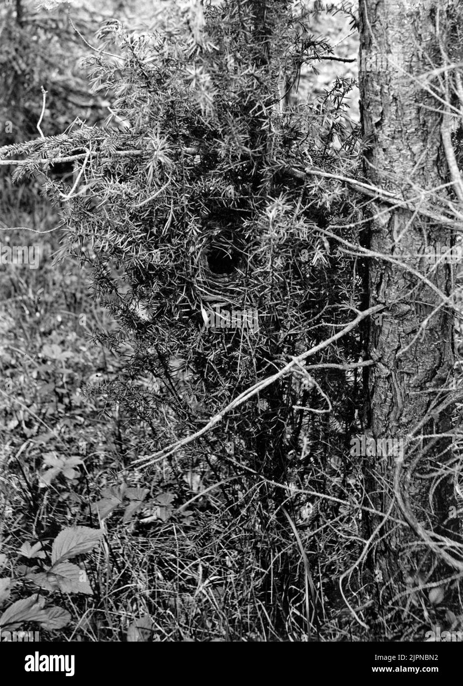 Live by the north singer (phylloscopus borealis) Bo av Nordsångaren ...