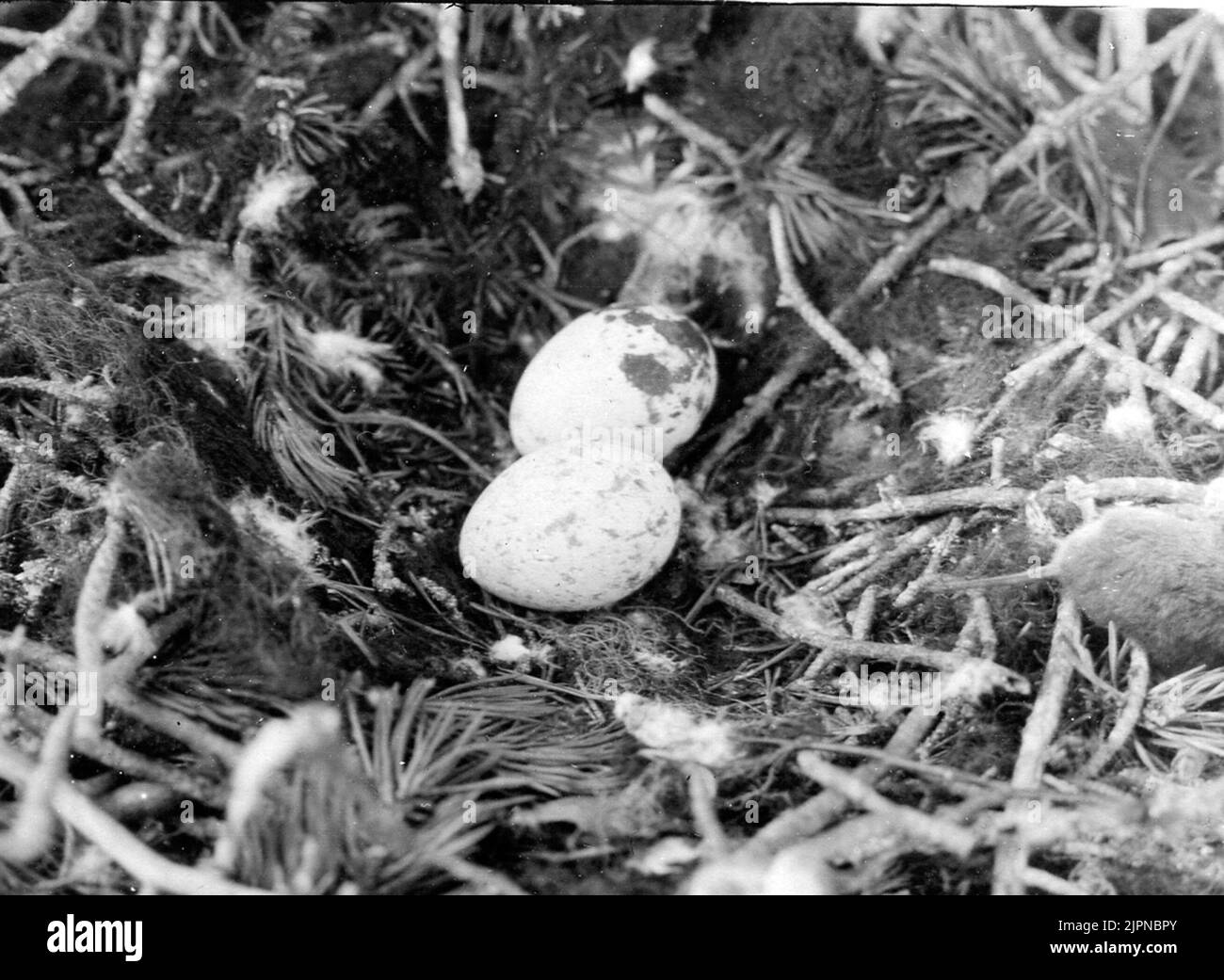 Stay of Snake, Bo of Buteo Vulgaris, Tullus June 3, 1917 Photo N ...
