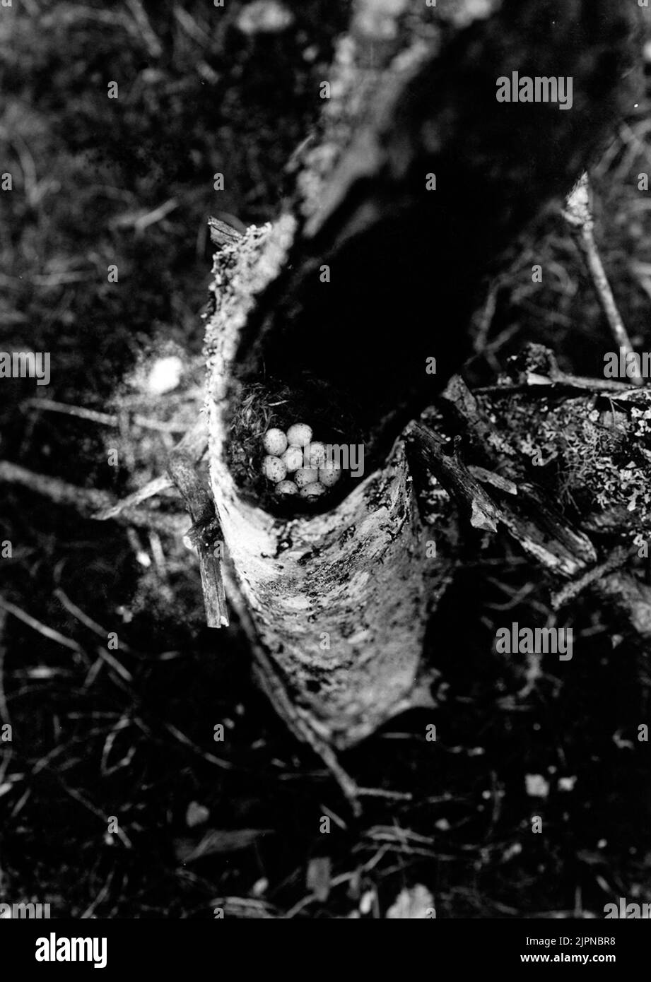 Bo of Talltita (Parus Montanus or Poecile Montana) 28 maj 1925 Bo av ...