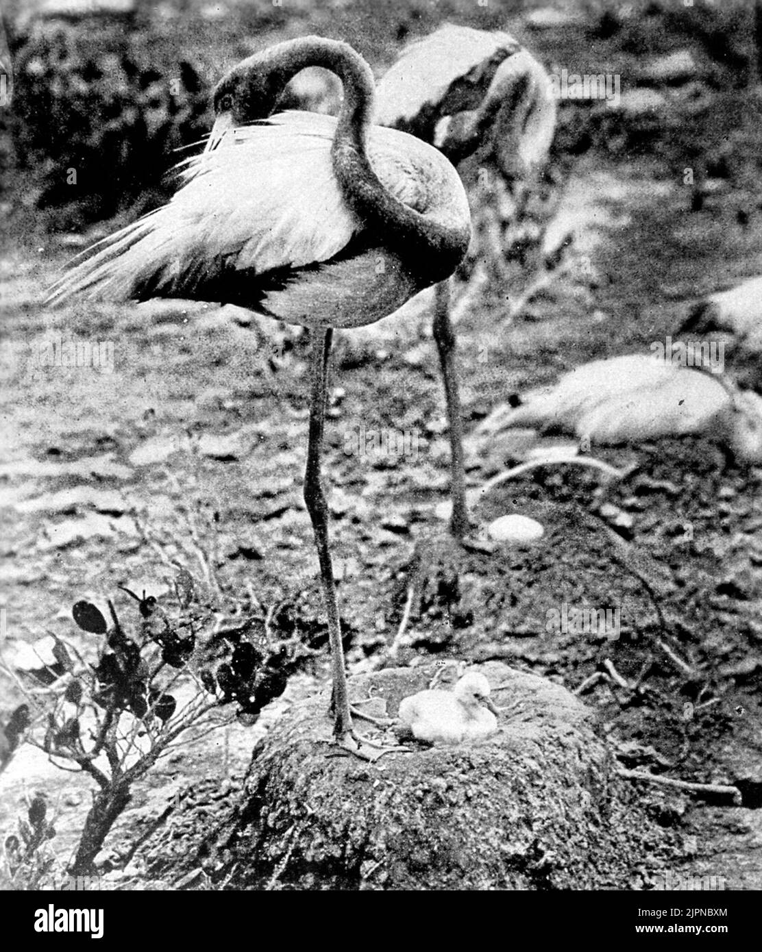 Flamingos wide bo Flamingoer vid bo Stock Photo - Alamy