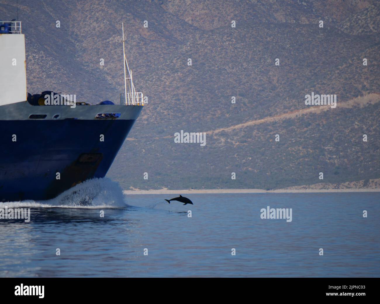 Dolphin Jumping in Front of Oil Tanker Boat Stock Photo - Alamy