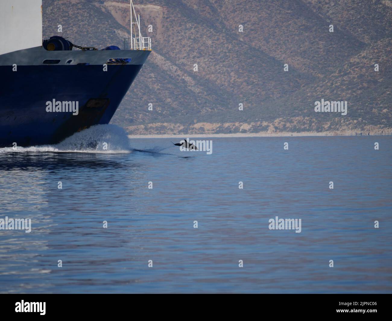 Dolphin Jumping in Front of Oil Tanker Boat Stock Photo - Alamy