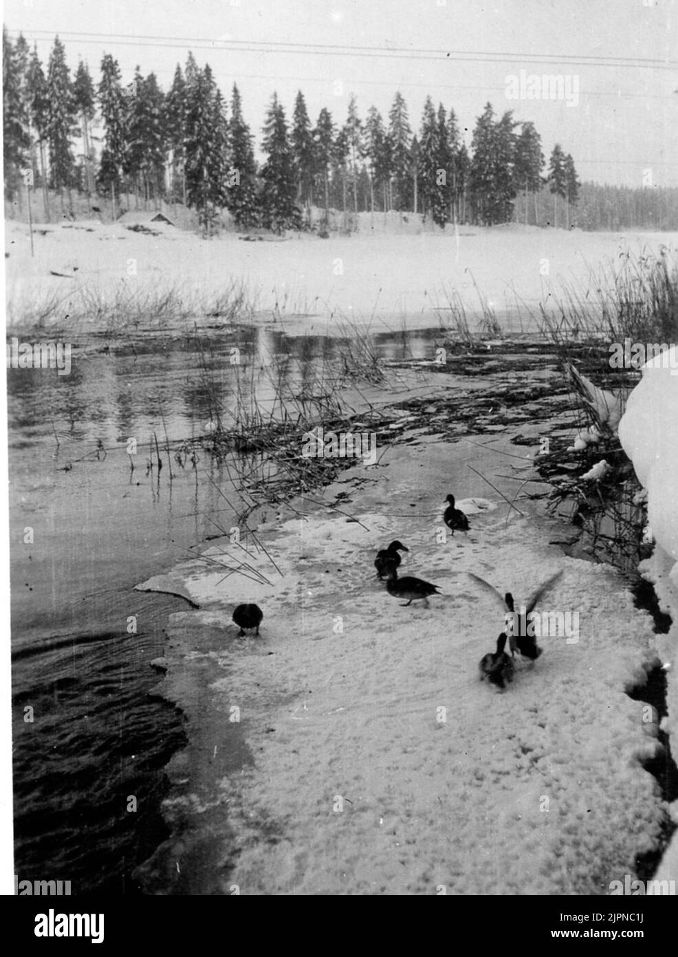 Over winting grasslands, Forssjö mill, Katrineholm (Södermanland ...
