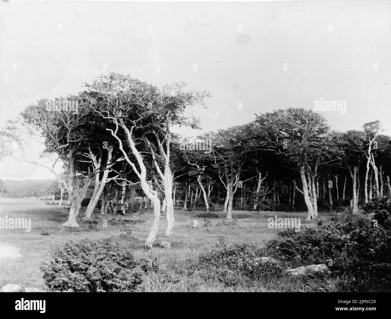 Native forest europe Black and White Stock Photos & Images - Alamy